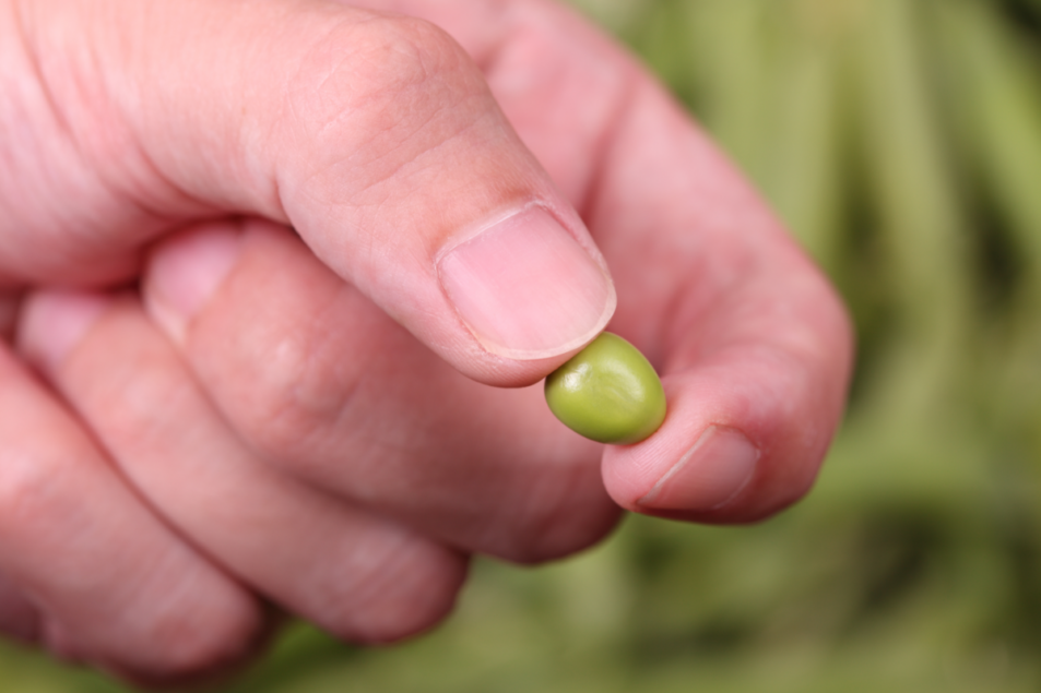Equinom Raises 35 Million To Scale Optimized Plant Proteins Food
